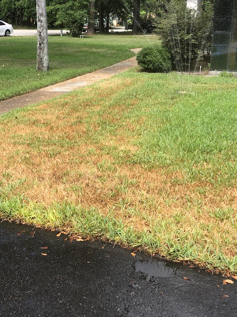 Is Your Lawn Dry? | Royal Pest Services