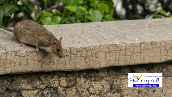 Pest Control Company in Jacksonville, FL | Royal Pest Services