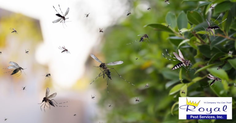 Pest Control Company in Jacksonville, FL | Royal Pest Services